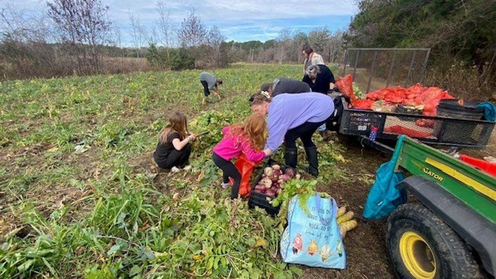 Despite wintry forecast, Lowcountry farms confident in crop resilience