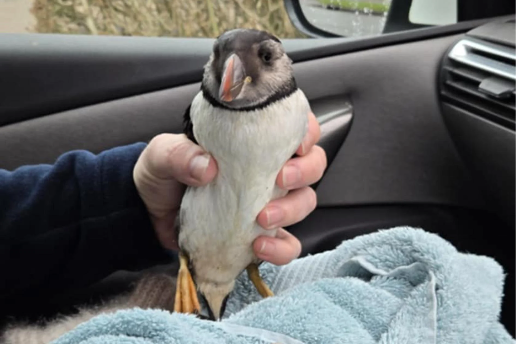 Woman rescues puffin displaced by storms