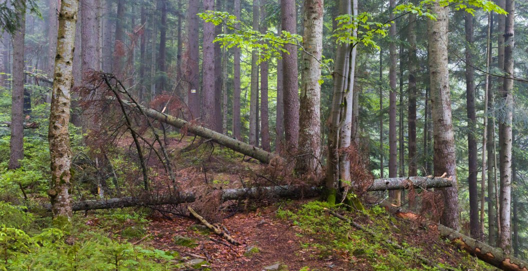 Two hikers dead after being struck by a falling tree on popular trail