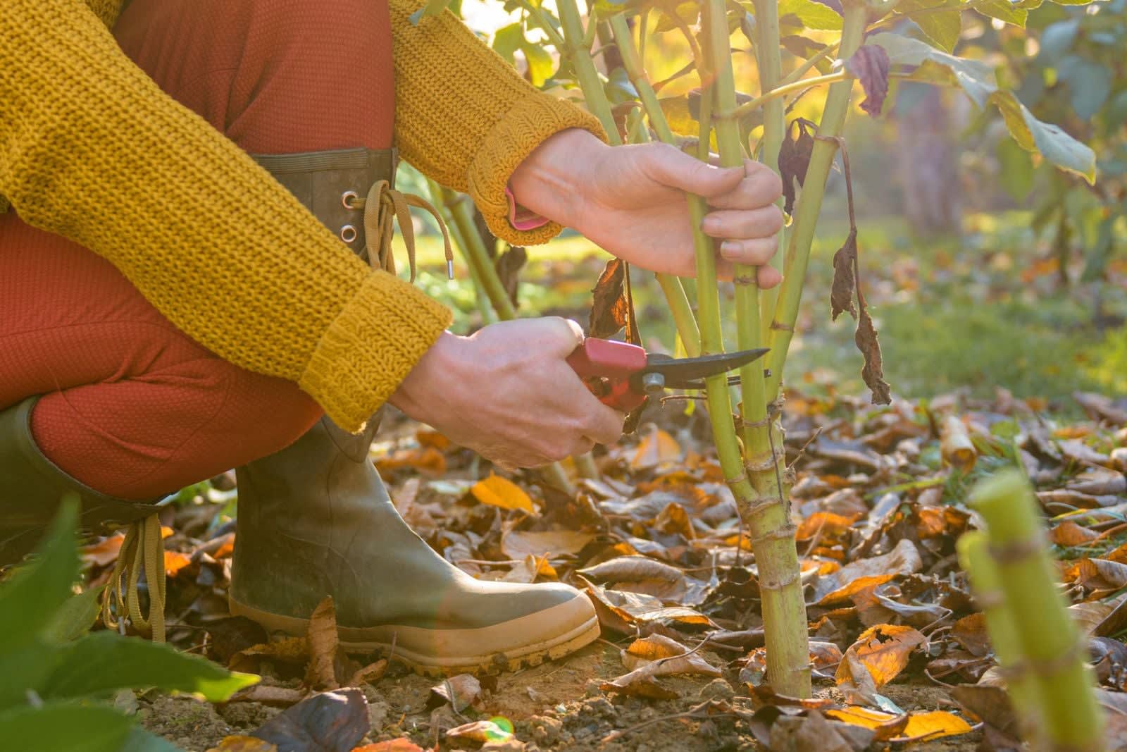 Parents warned over 'beautiful' garden plant that can cause severe ...