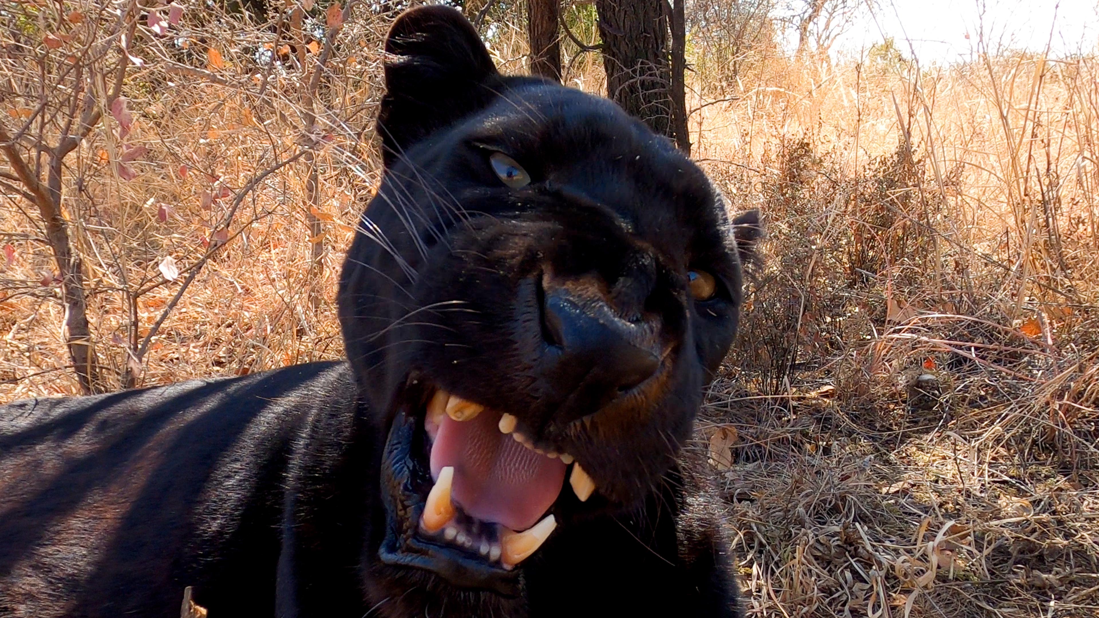 Final goodbye to our black leopard friend