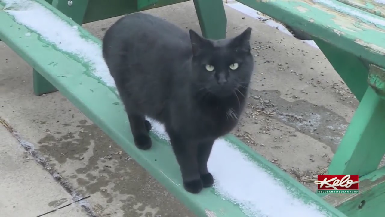 How we can keep our furry friends warm in the cold