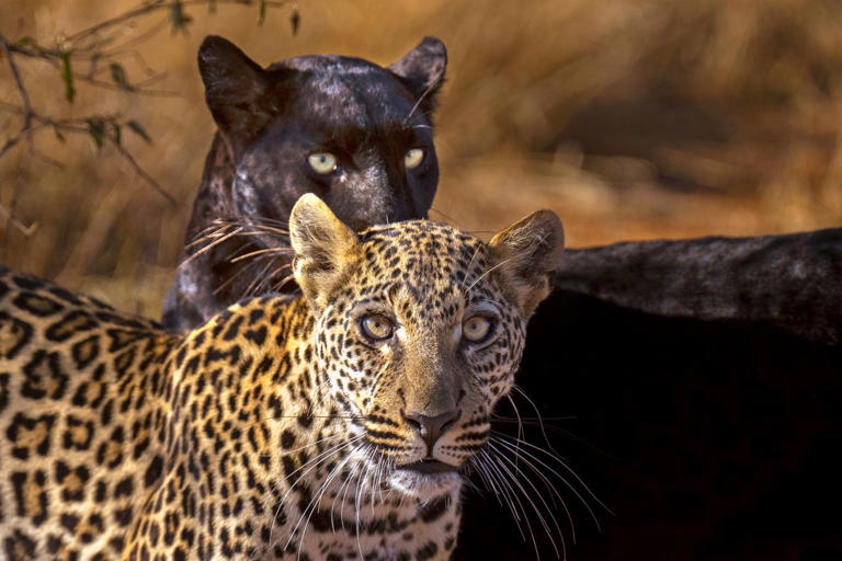Photographer captures new shots of rare black leopard, Giza, a busy mom ...