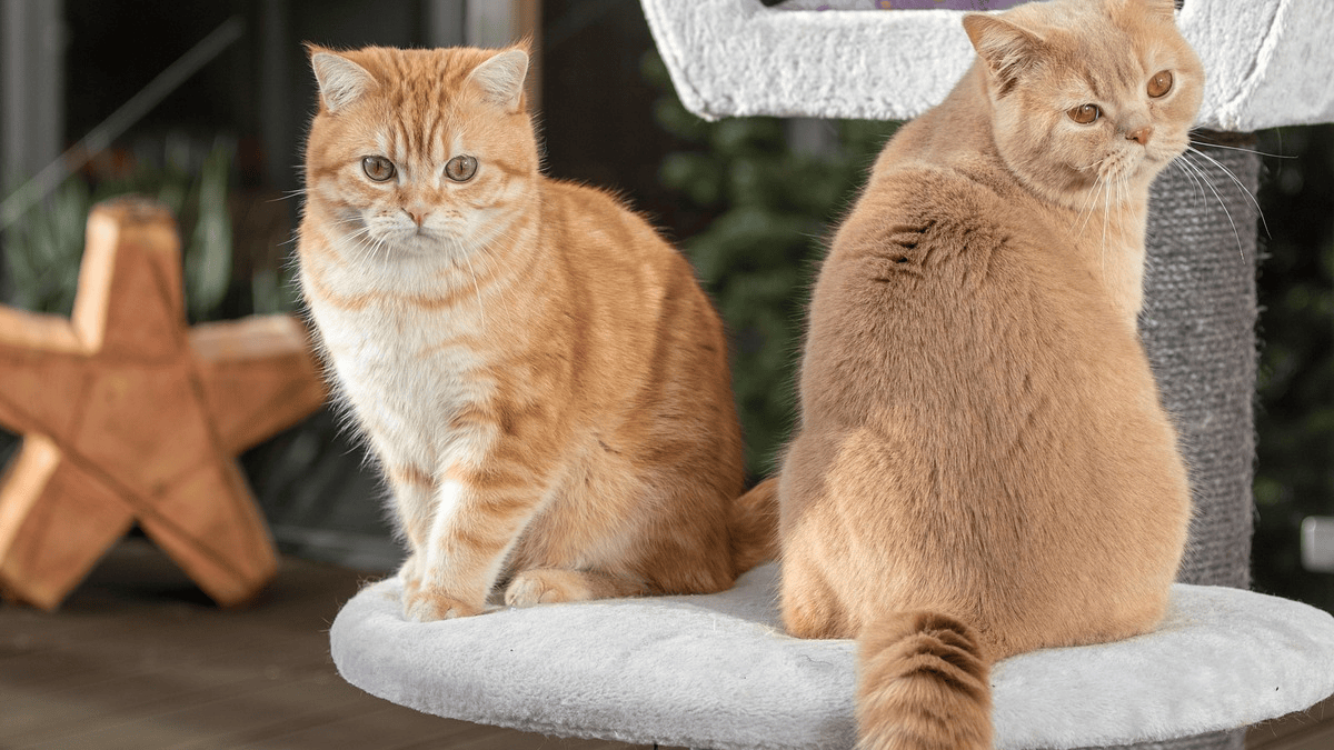 Your cat controls your routines, and here's the proof