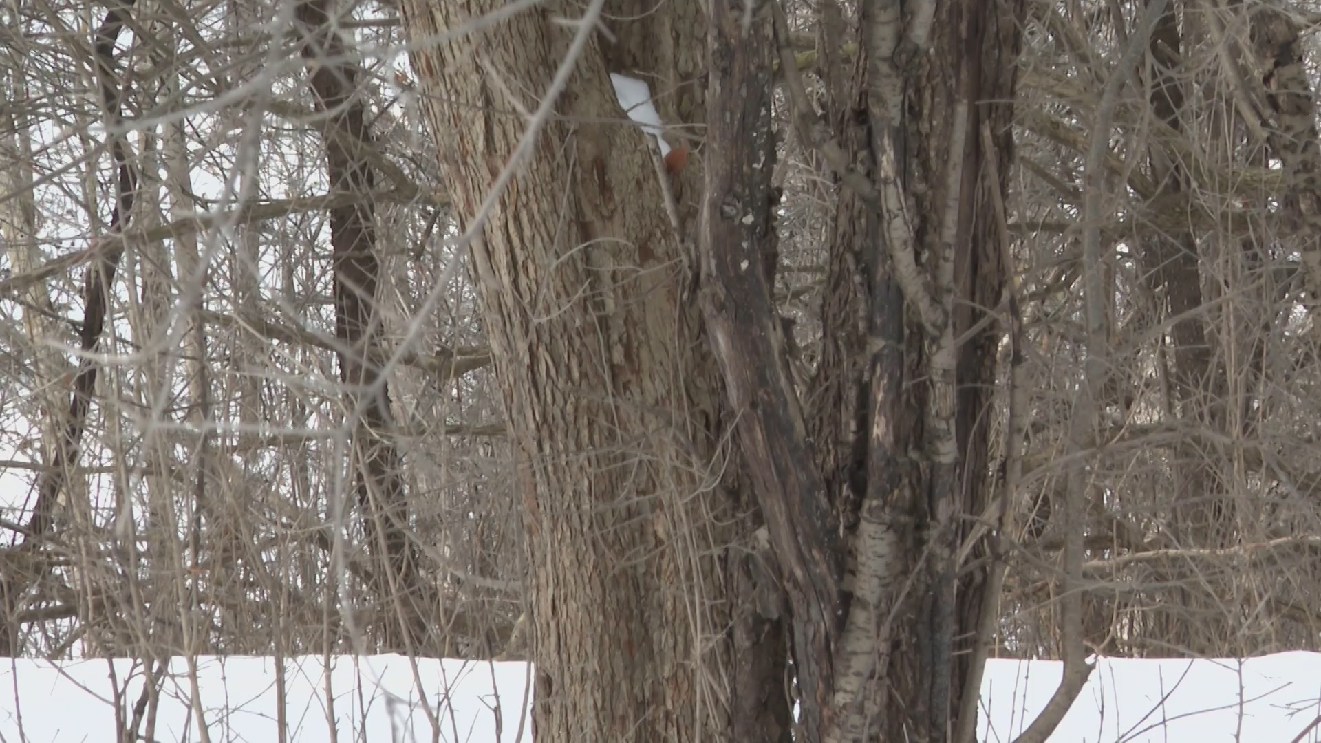 Wisconsin DNR debunks social media claims over 'exploding trees ...