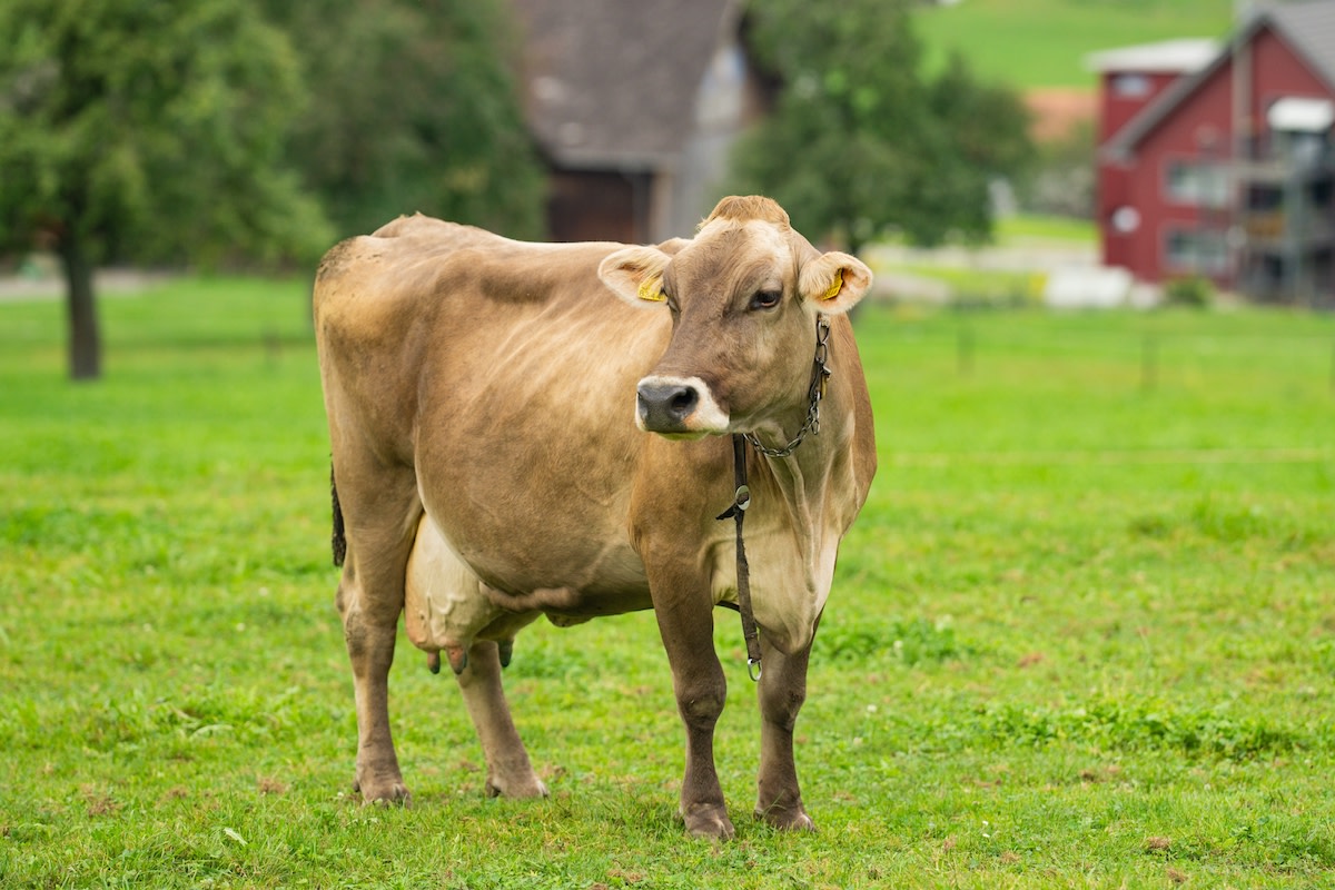 Smart pet cow using a stick to scratch herself may be the first ...