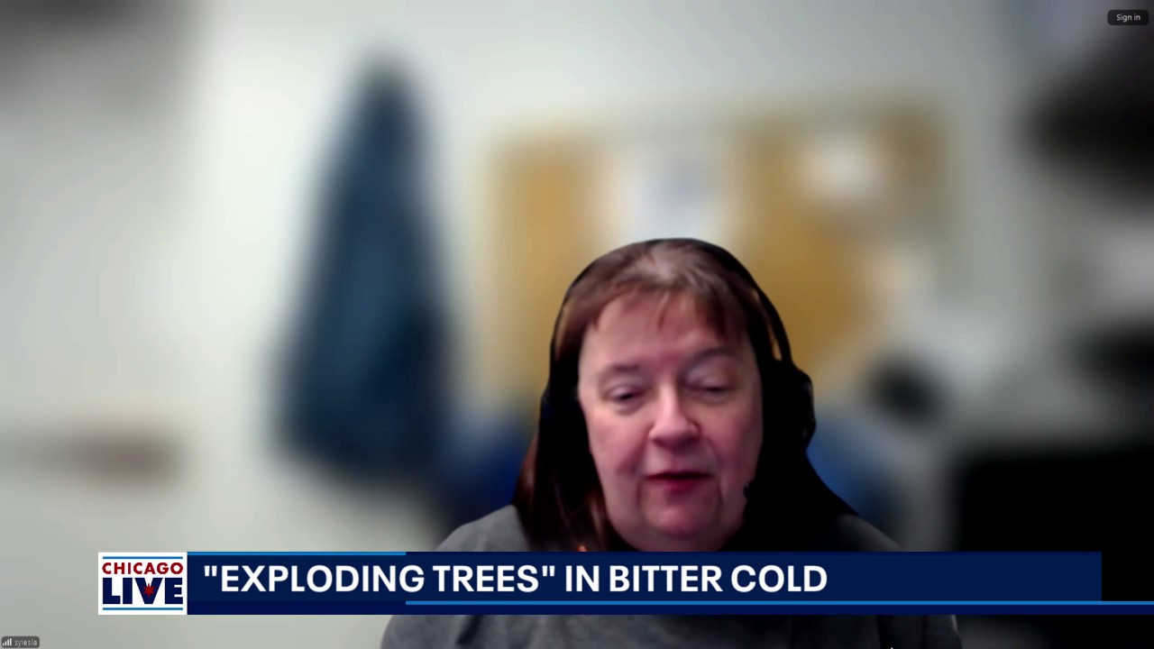 Are ‘exploding trees’ real? Expert explains viral winter videos ...