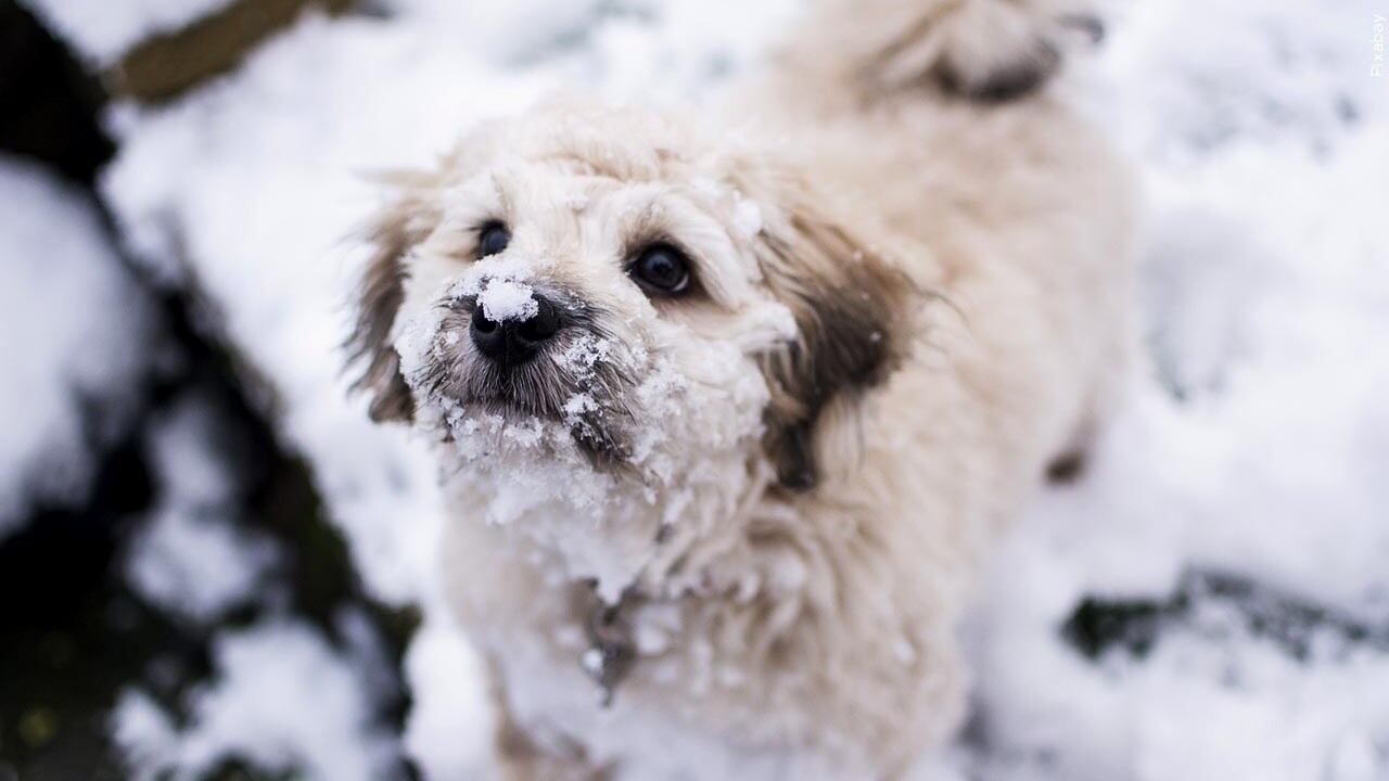 Humane Society shares tips to keep your furry friends safe during the ...