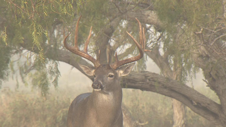 Richard Moore outdoor report: Battling battered bucks