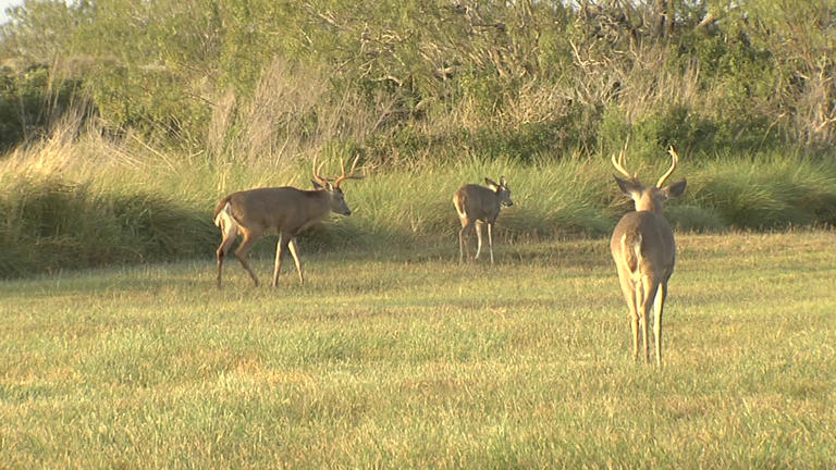 Richard Moore outdoor report: Battling battered bucks