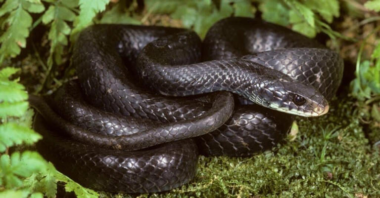 73-inch black racer sets record for skinnier snakes