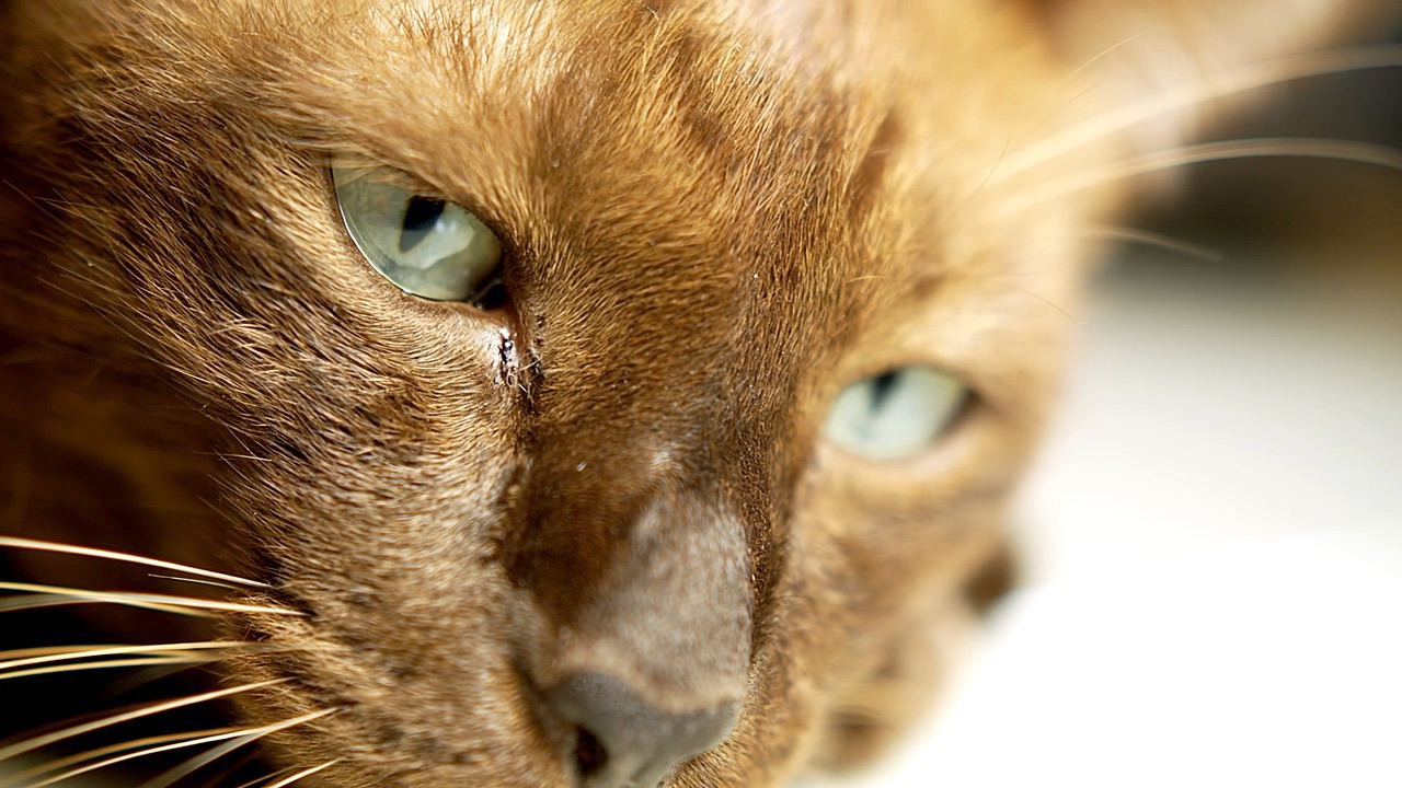 Why researchers believe cats really do respond to this communication ...