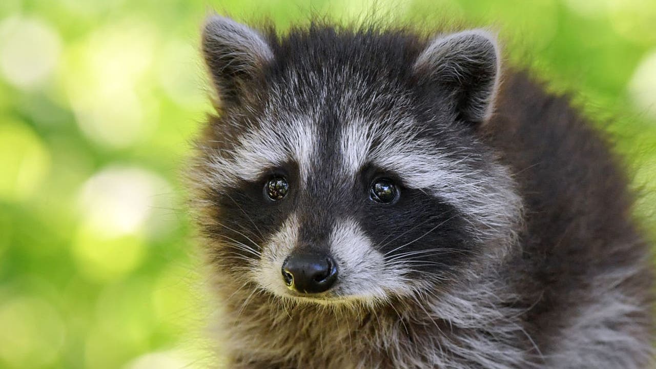 Over a dozen baby raccoons nurtured back to health after abandoned in ...