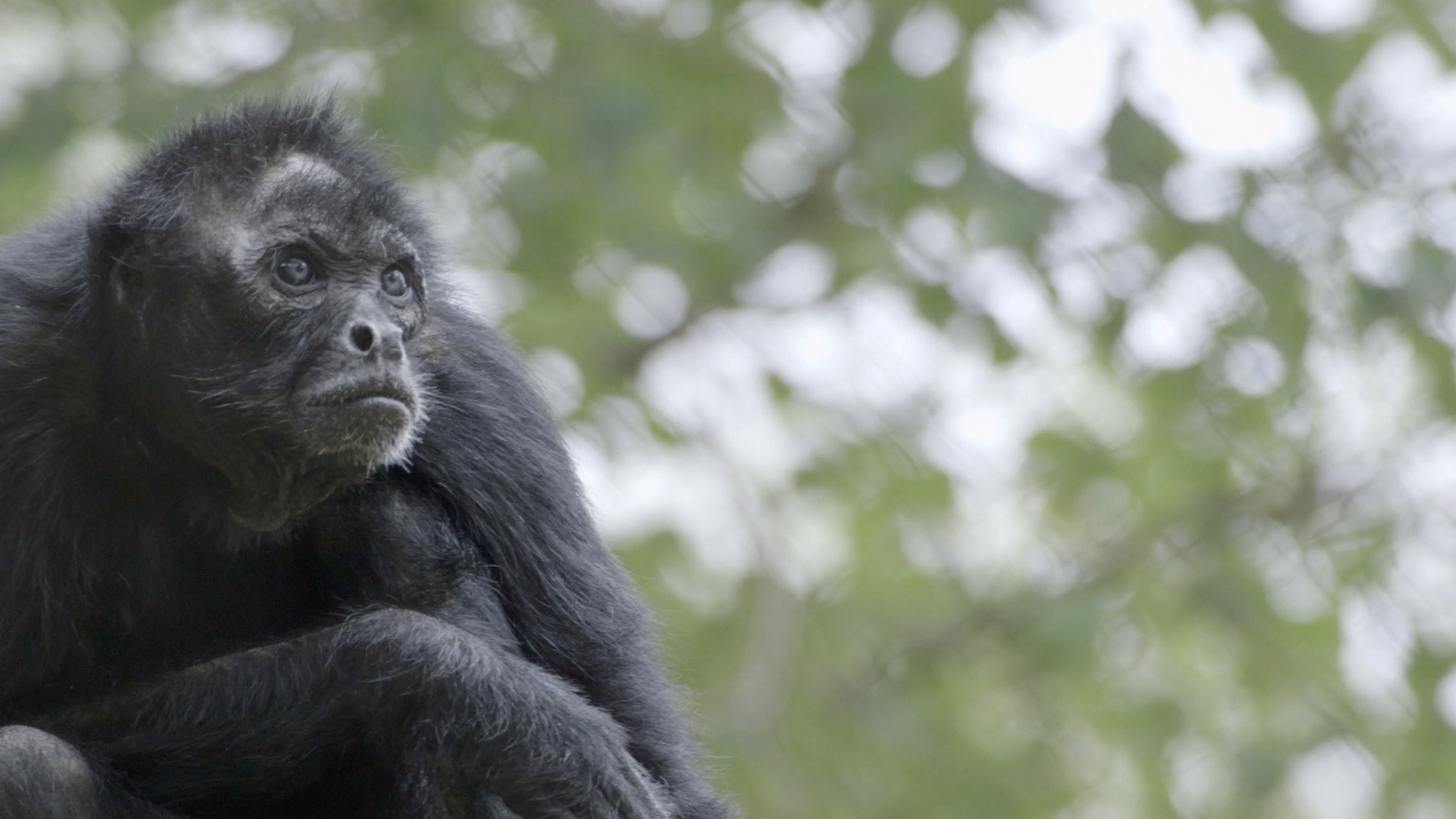 Why fish oil plays a crucial role in this spider monkey’s health