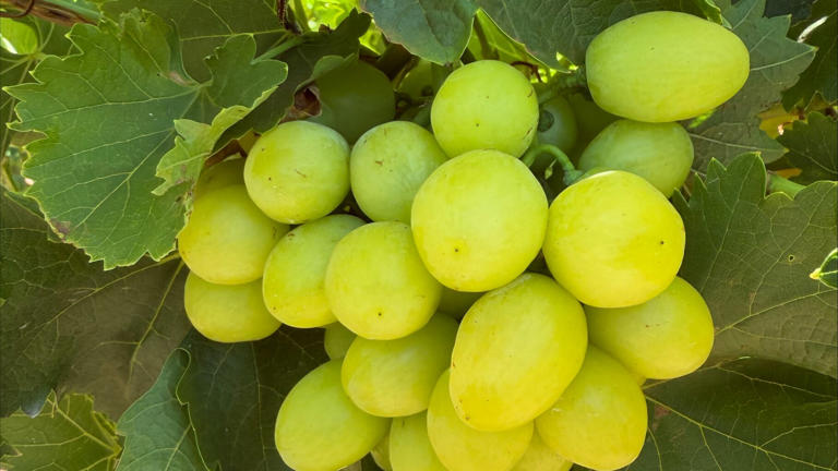Japan's demand for Australian table grapes drives export growth