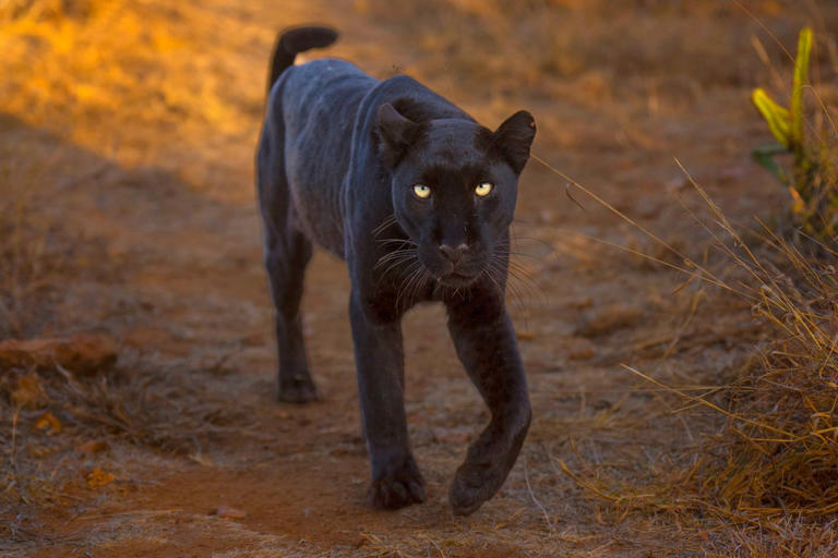 Photographer captures new shots of rare black leopard, Giza, a busy mom ...