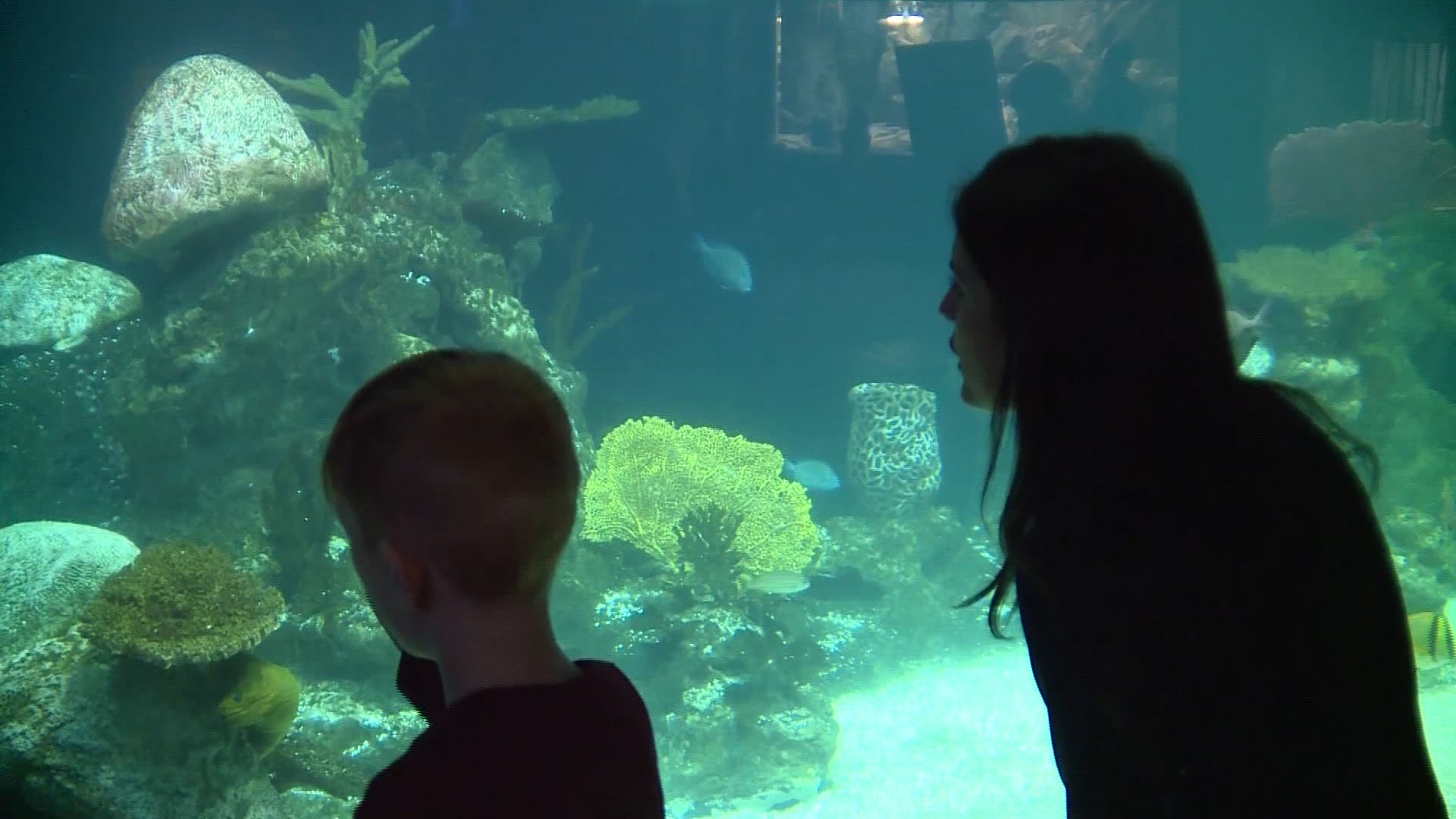 'Family means love'; meet the young boy living in foster care in great ...