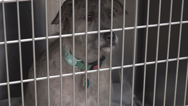 'Please bring them in' | Local veterinarian shares how to keep your pet ...