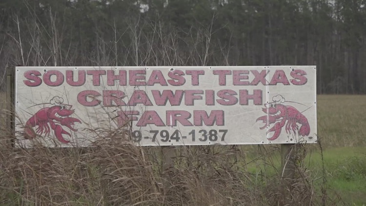 Freeze threatens Southeast Texas crawfish supply, prices set to rise