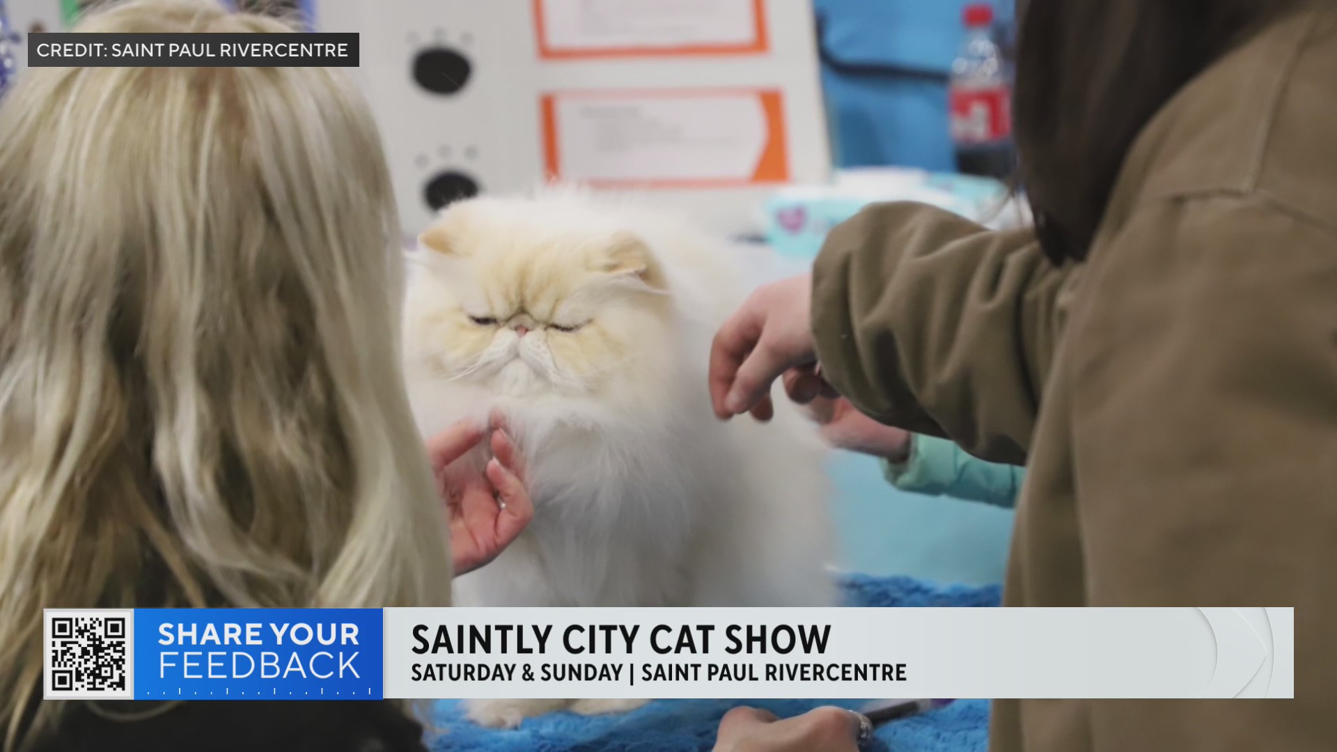 Hundreds of cats to compete in St. Paul cat show this weekend