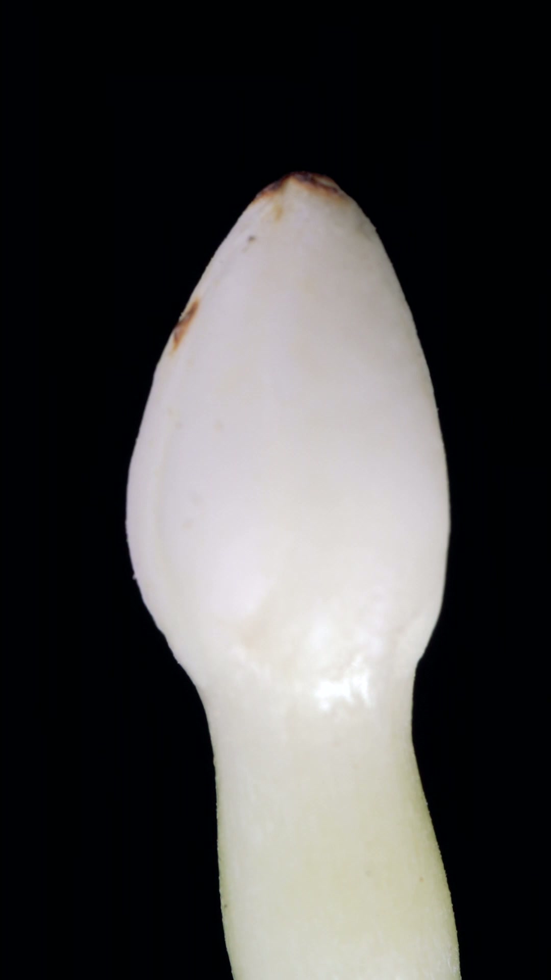 Flower burning closeup #macro