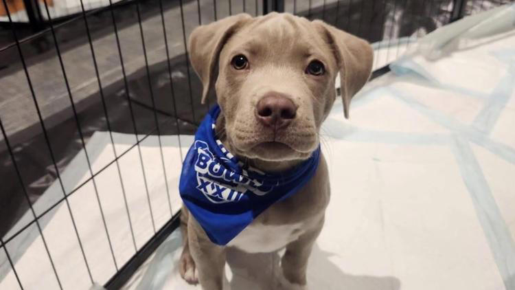 Washington, Idaho pups competing in 2026 Puppy Bowl
