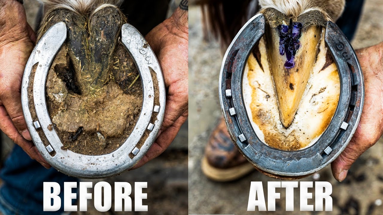 The art of hoof restoration: a calming experience