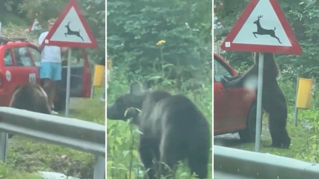 Video of US national park visitors' reckless behavior near wild animal ...