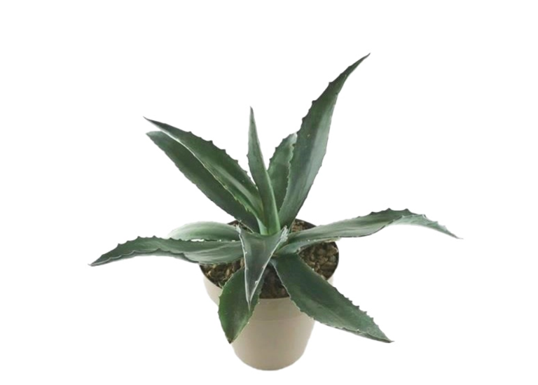 Ami l’aloe? Scopri le piante simili facili da coltivare di Leroy Merlin