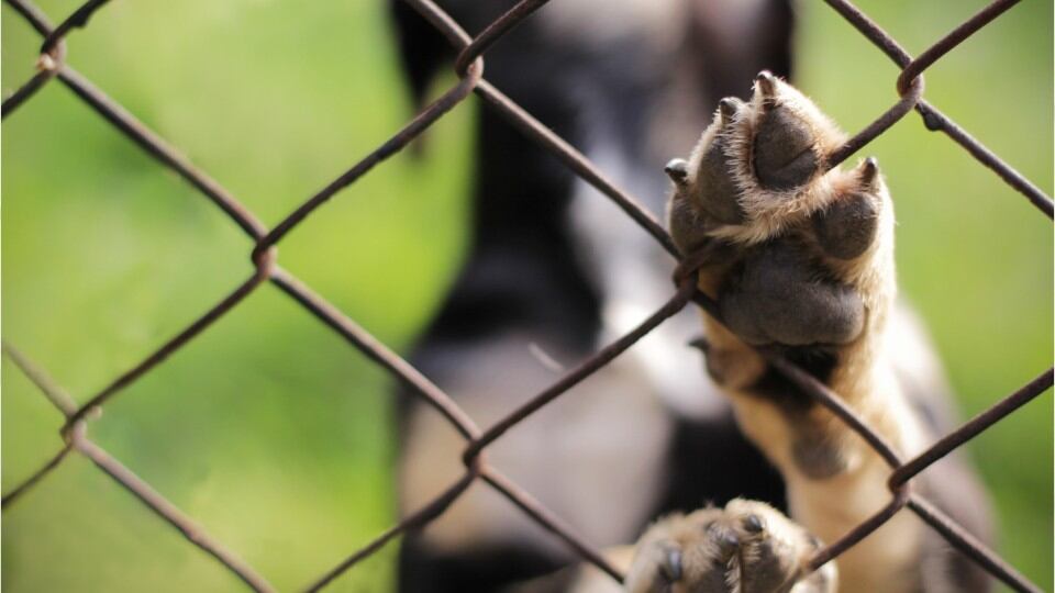 Chester County men charged with animal cruelty and conspiracy offenses