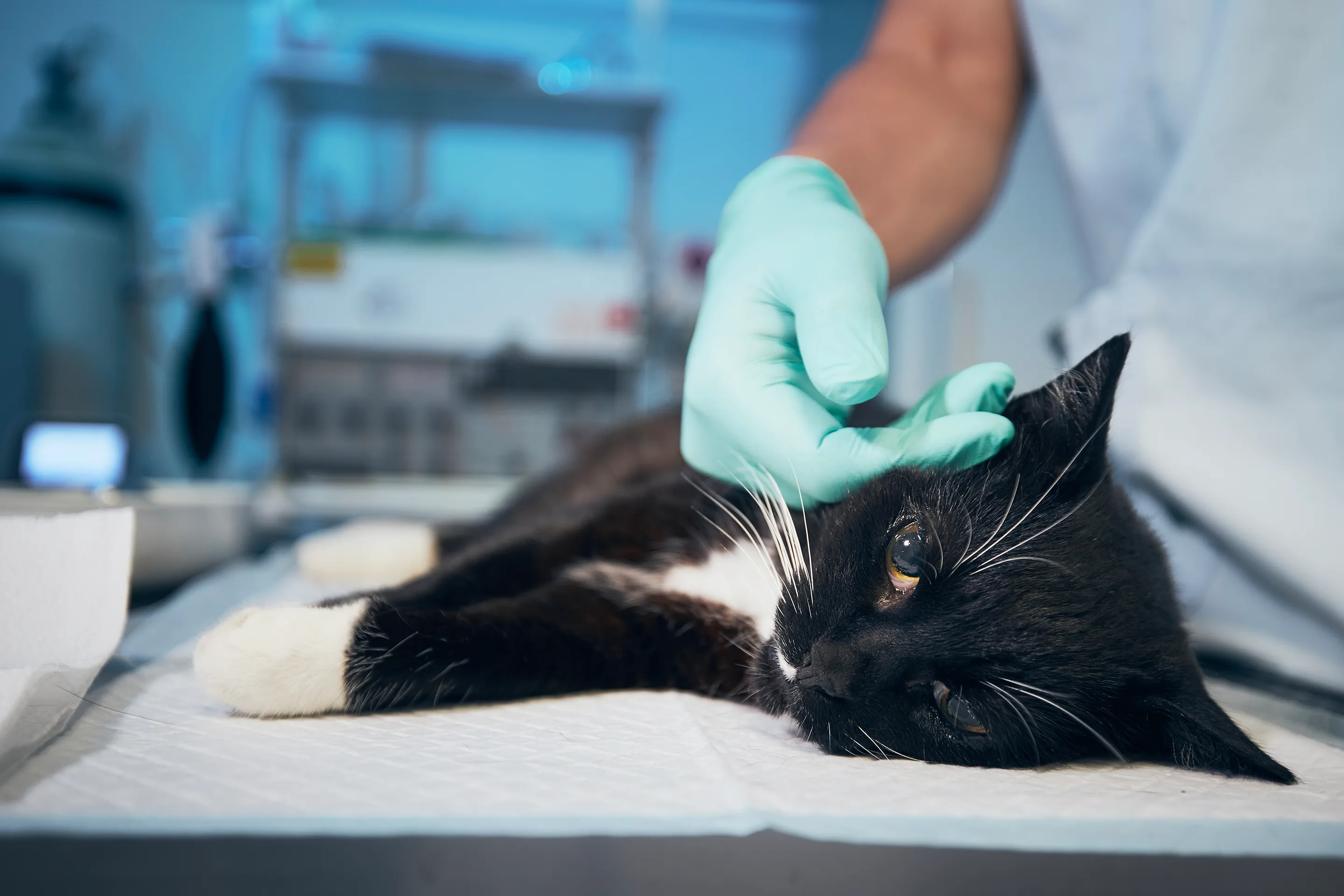 How much is an emergency vet visit?