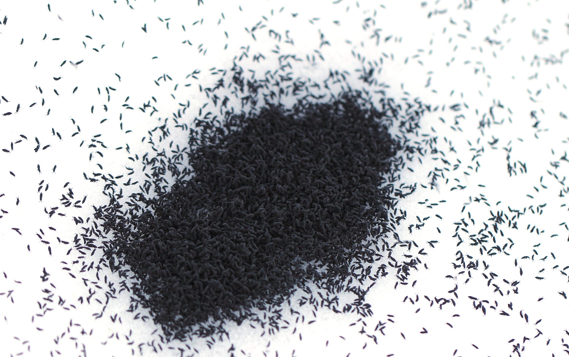 Does Wisconsin have snow fleas? What to know about the harmless springtails