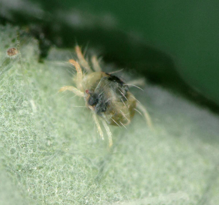 University of Florida researchers test predatory mites to combat ...