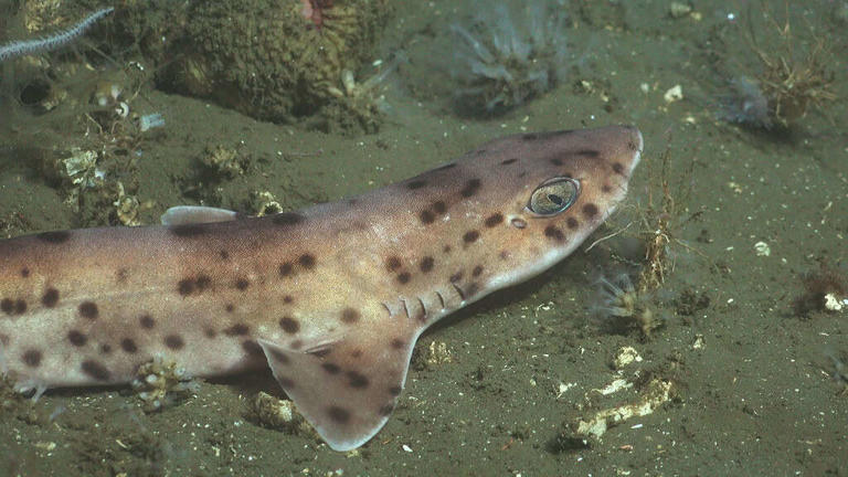 Underwater expedition off the coast of Uruguay finds bustling coral ...