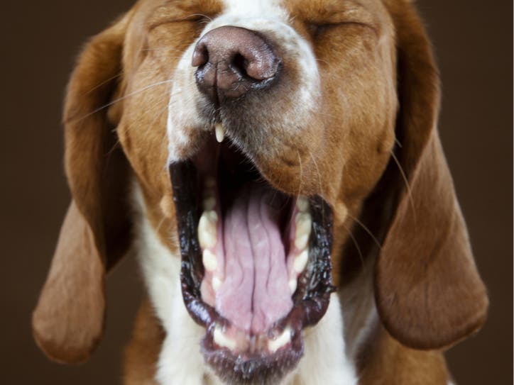 Animal pet cremation scandal could prompt new PA law