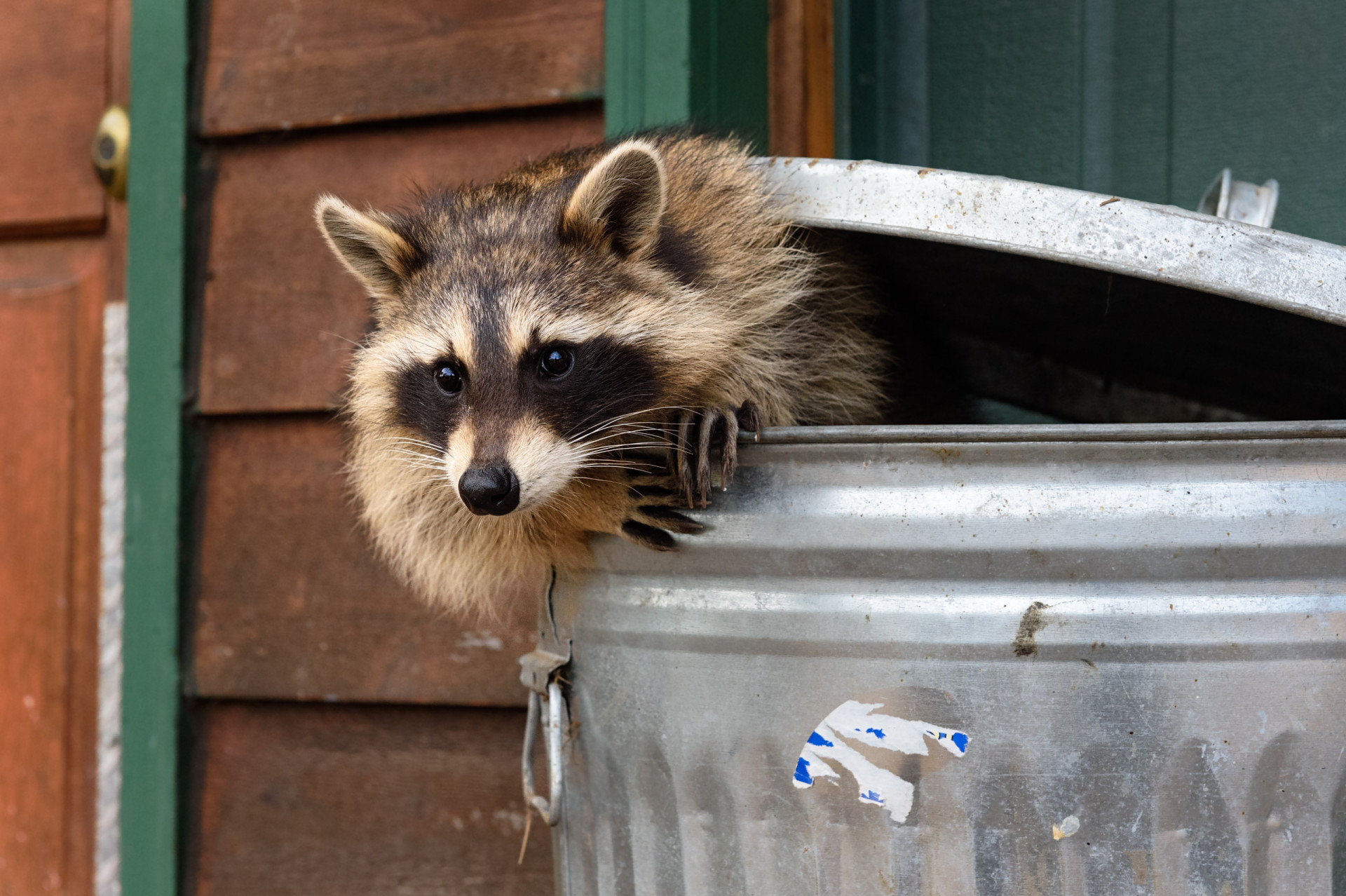 The worst animals to keep as pets