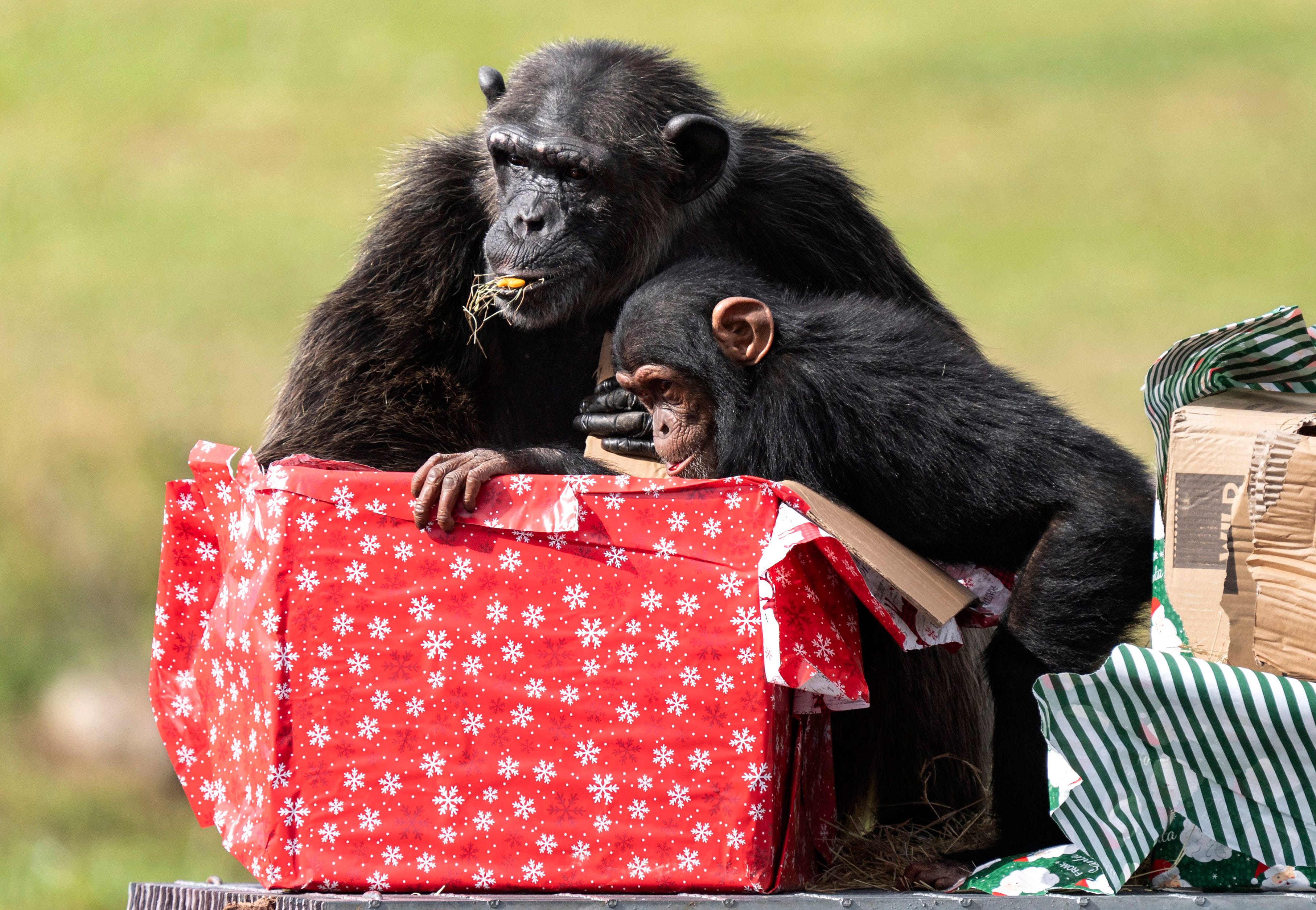 Lion Country Safari KOA campsite in Loxahatchee to close in April