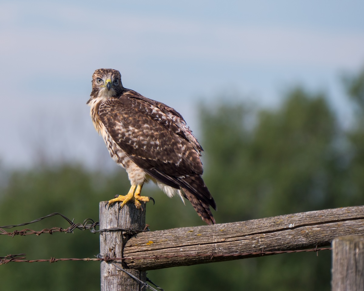 Sound on: Couple has funny convo with hawk in their backyard