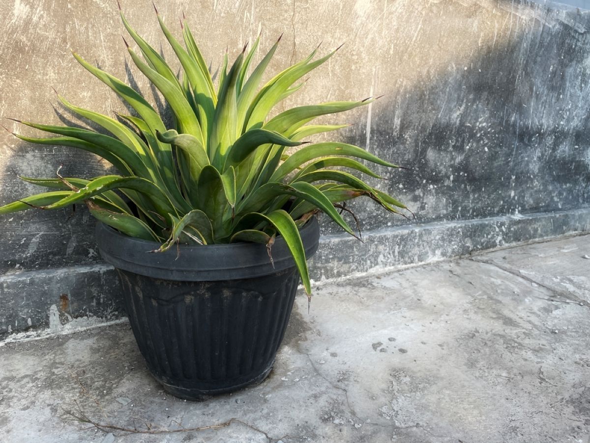 Ami l’aloe? Scopri le piante simili facili da coltivare di Leroy Merlin