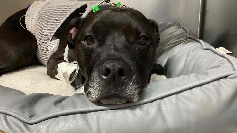 DoveLewis revives dog with 17-minute CPR after cardiac arrest from ...