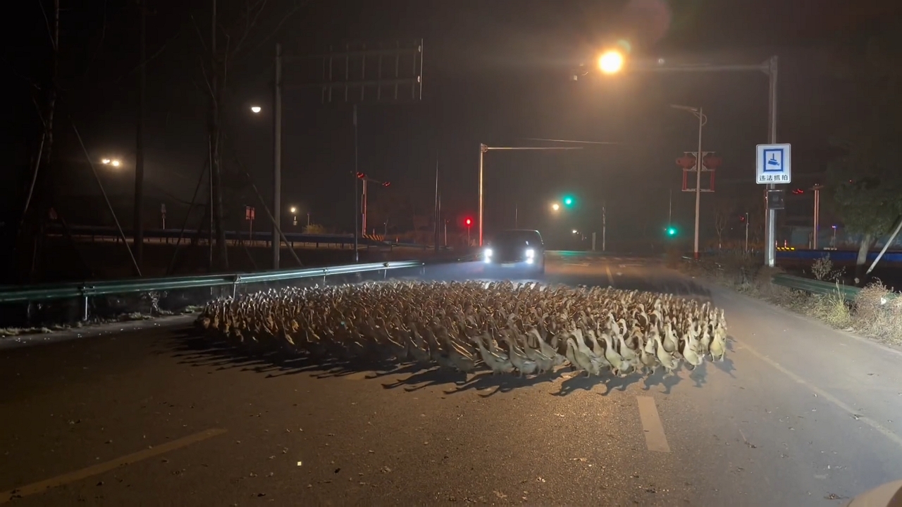 Ducks form synchronized circle on road in Zhejiang, China
