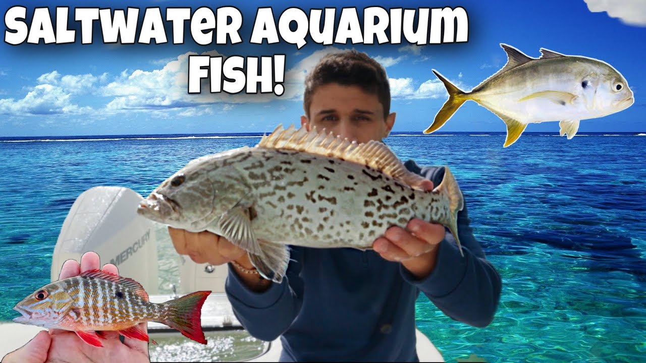 I caught rare aquarium fish! 🐟