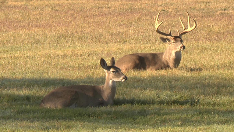 Richard Moore outdoor report: Battling battered bucks