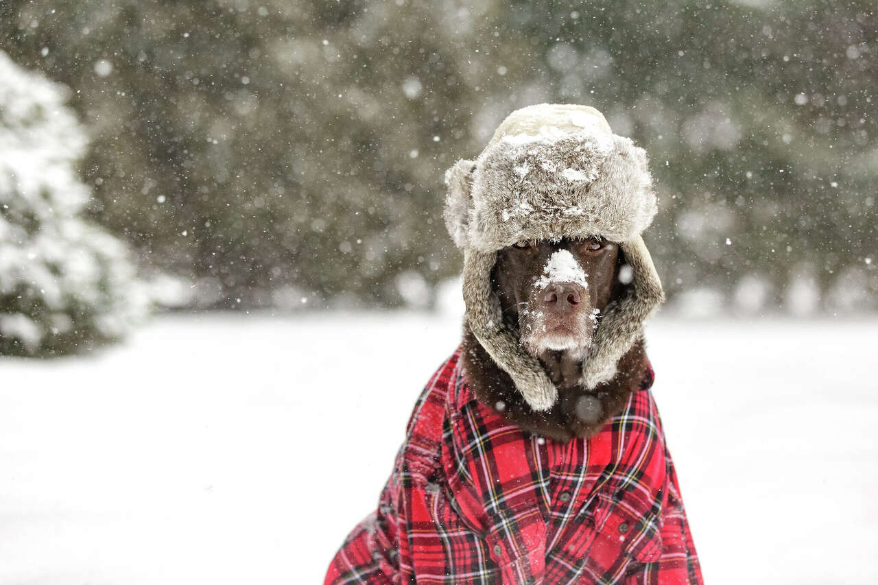 How to keep your pets safe in cold weather