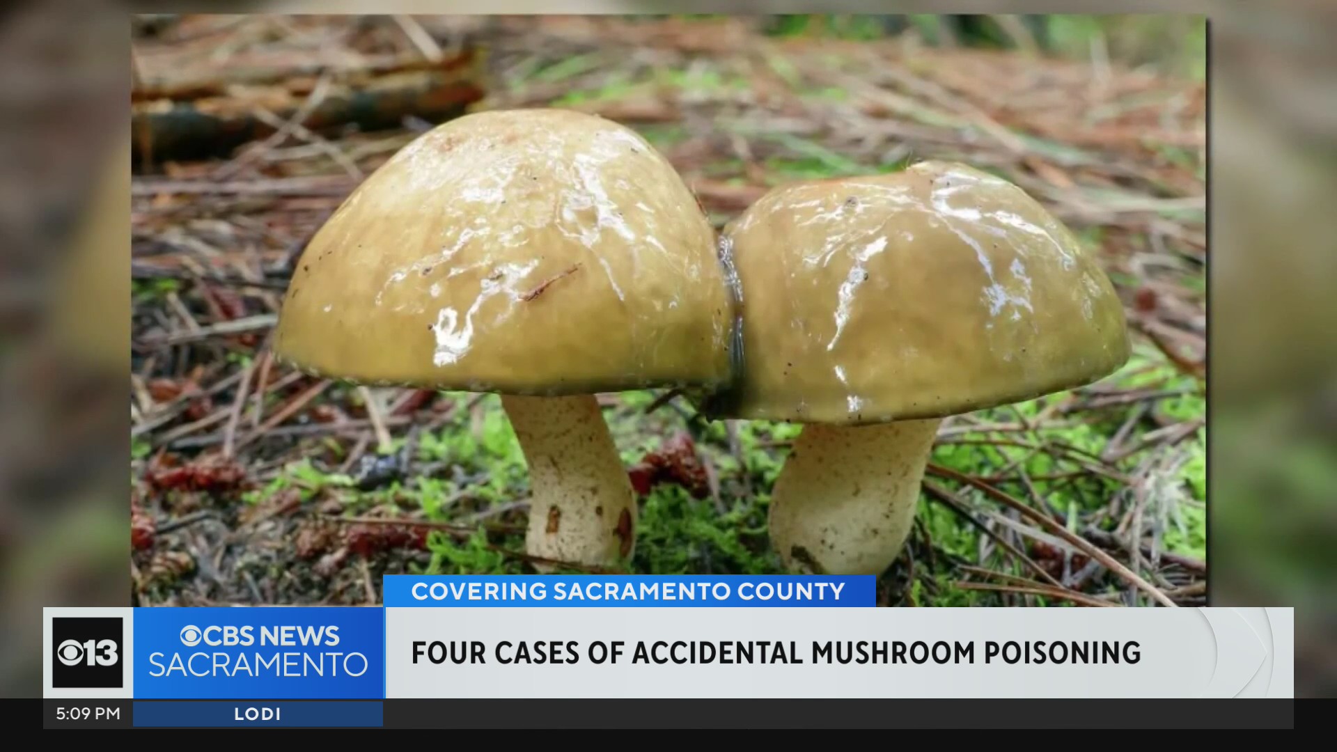 4 cases of mushroom poisoning reported in Sacramento County amid ...