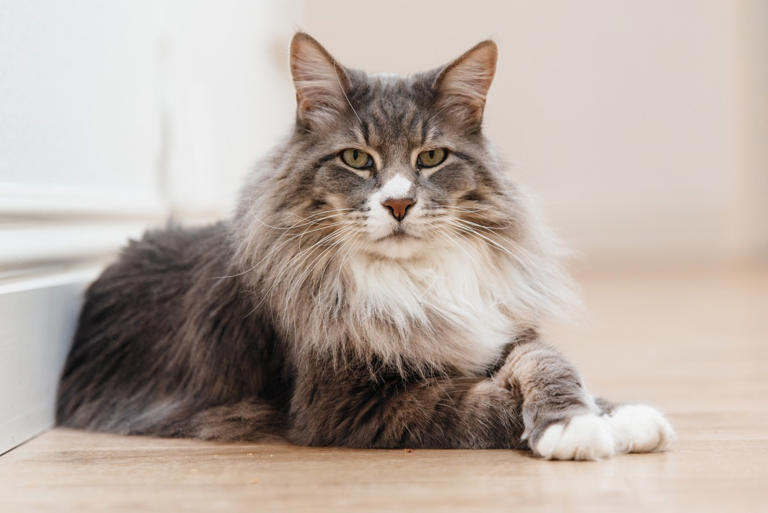 Maine coon cat fiercely guarding tiny foster kitten is the ultimate ...