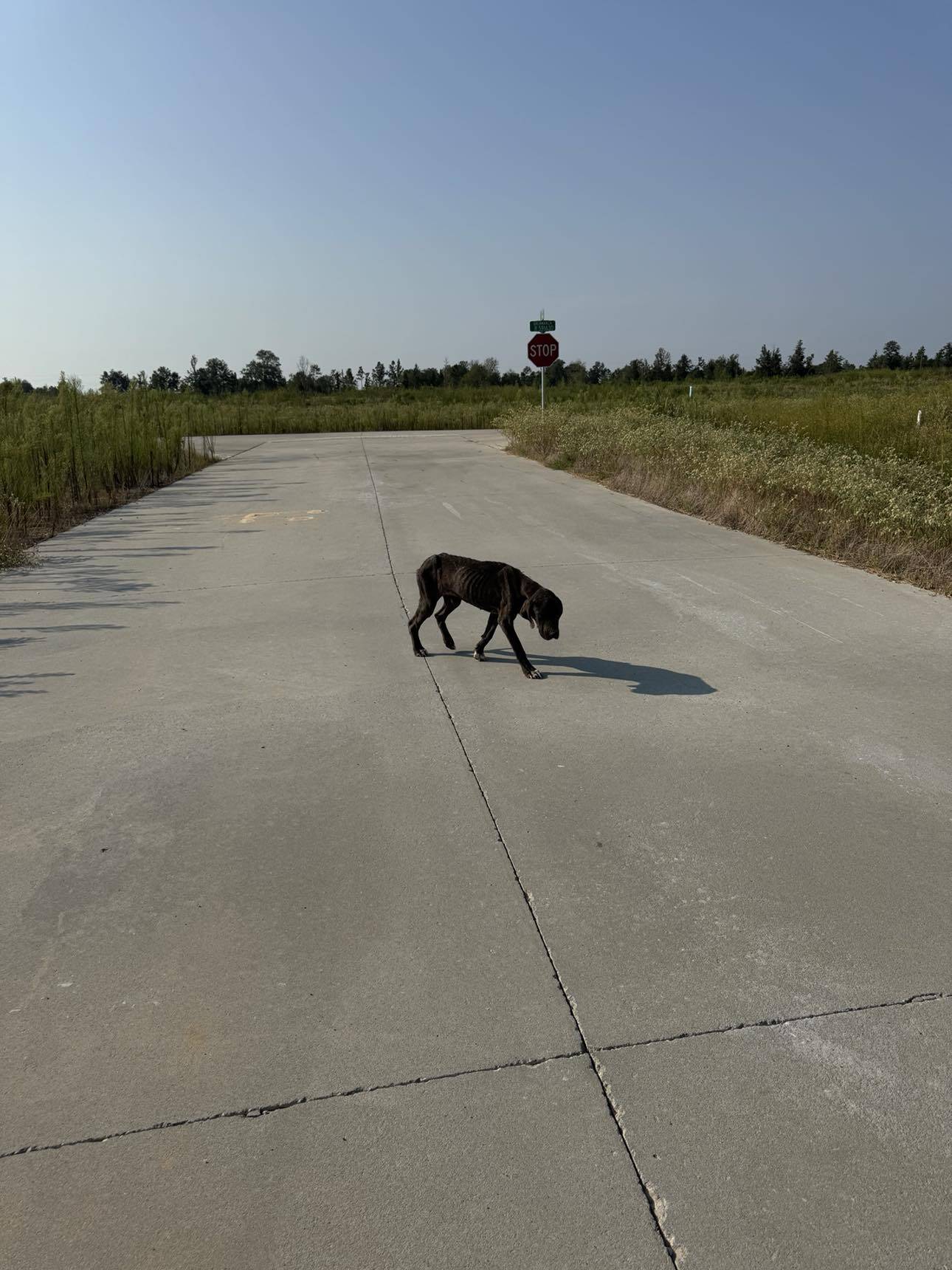 'Heartbreaking' dog in road is too weak to walk but still wags tail for ...