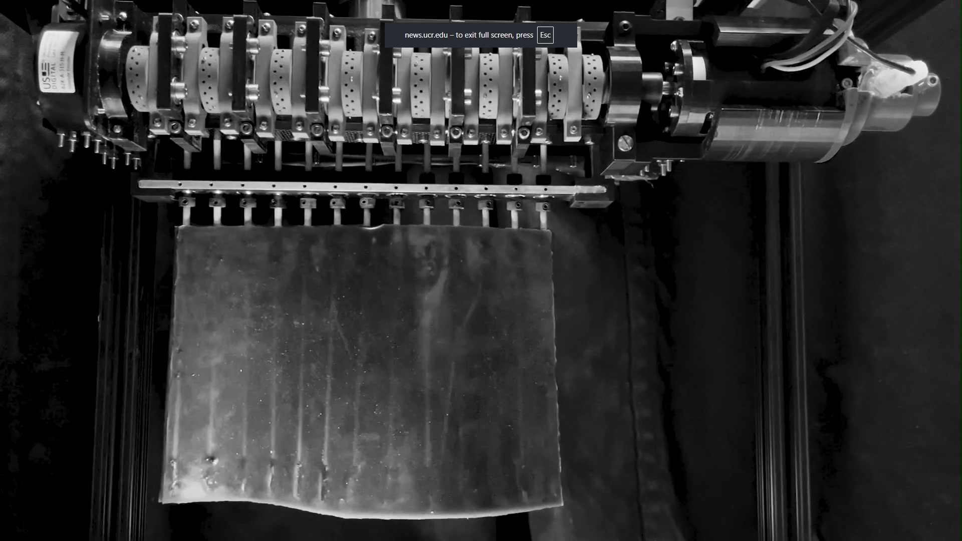 Stingray-inspired fins boost underwater robot agility and prevent ...