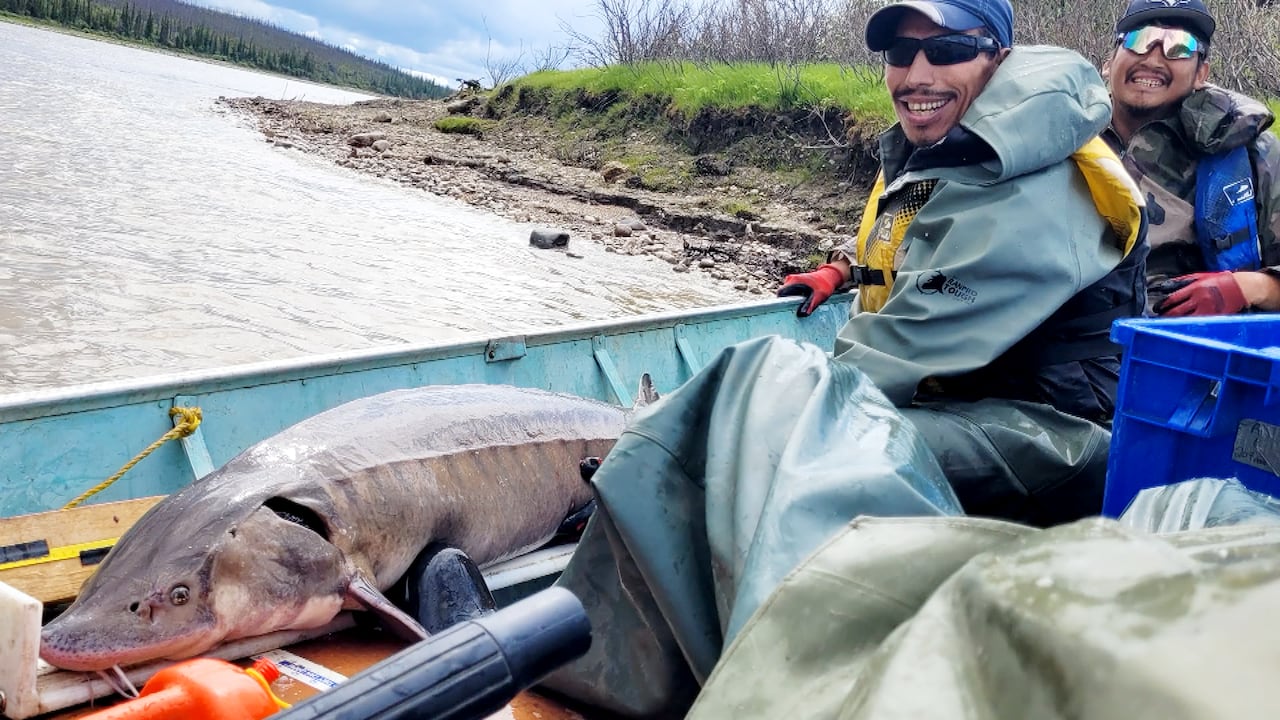 Sturgeon numbers on Churchill River prompt call for action