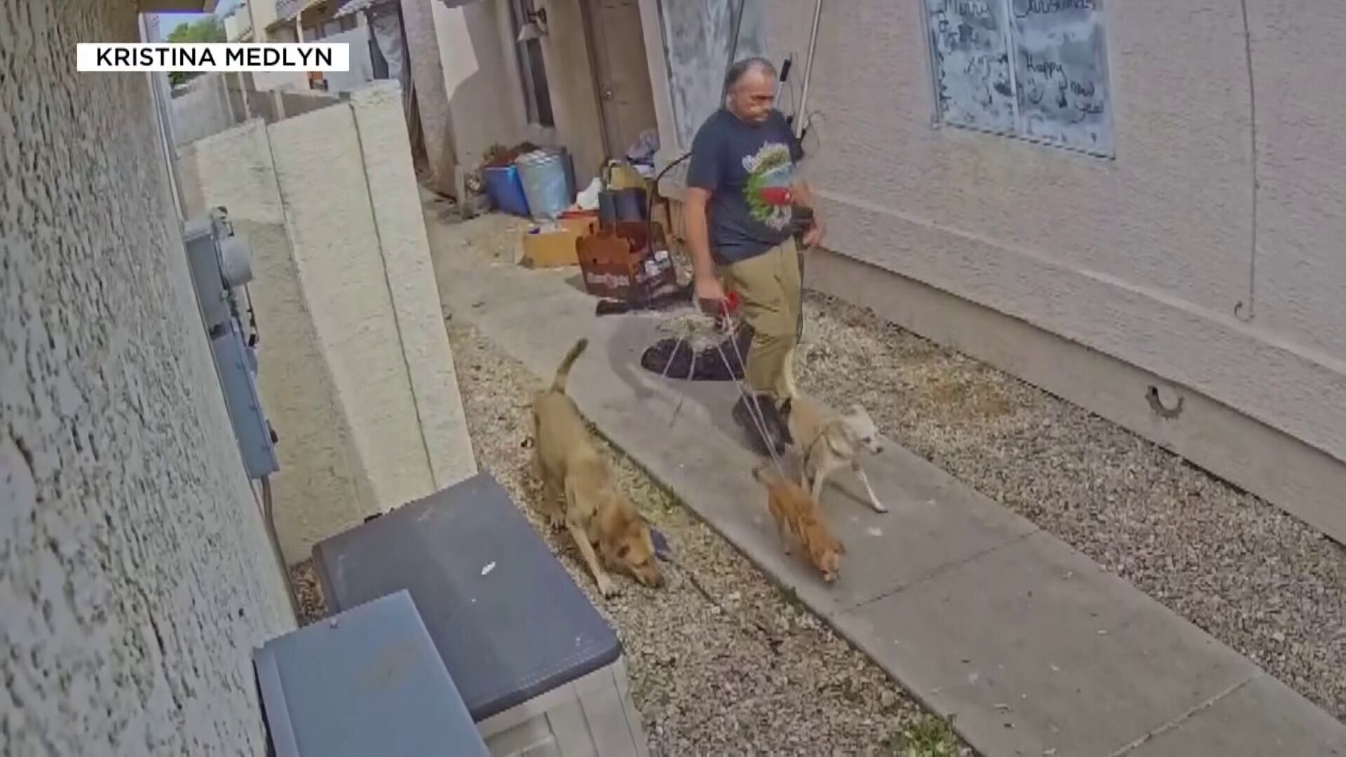 PD: Peoria woman had surrendered 40 dogs before police seized dozens more